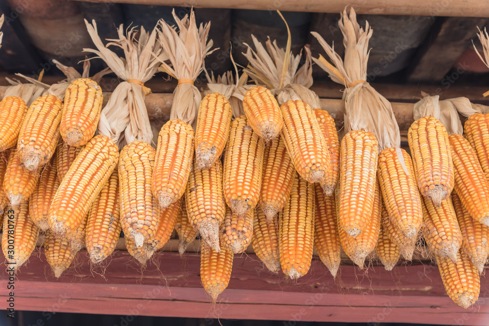 Peeled organic corn drying inside on rafters barn outbuilding in rural ...