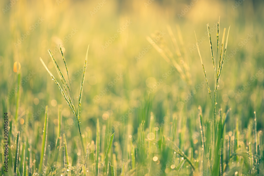 Rice farm,Rice field,Rice paddy, rice pants,Bokeh dew drops on the top ...