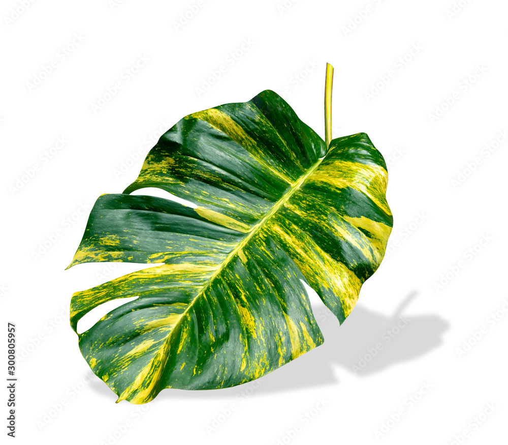 green leaves pattern of Epipremnum aureum foliage isolated on white ...