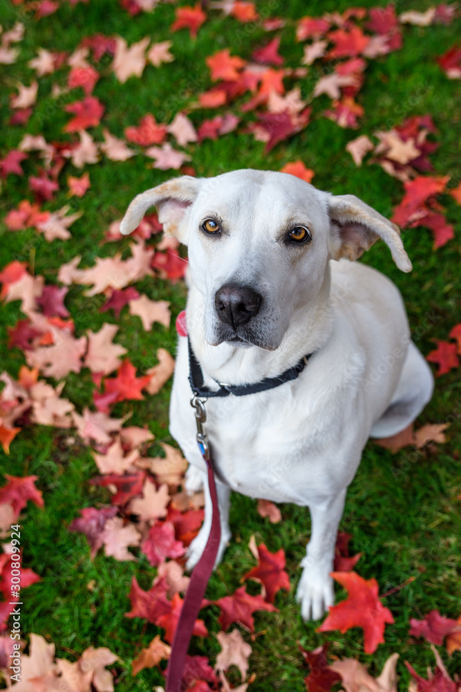 White Greyhound Lab Mix