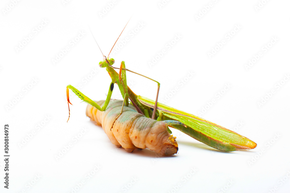 big green Mantis praying and eating Hawk-moth on white Stock Photo ...