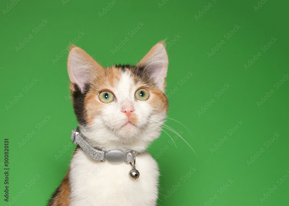 Portrait of an adorable tiny calico kitten wearing a sparkling silver ...