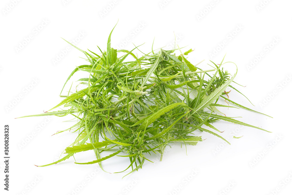 up-close with marijuana buds isolated on white background. concentrated ...