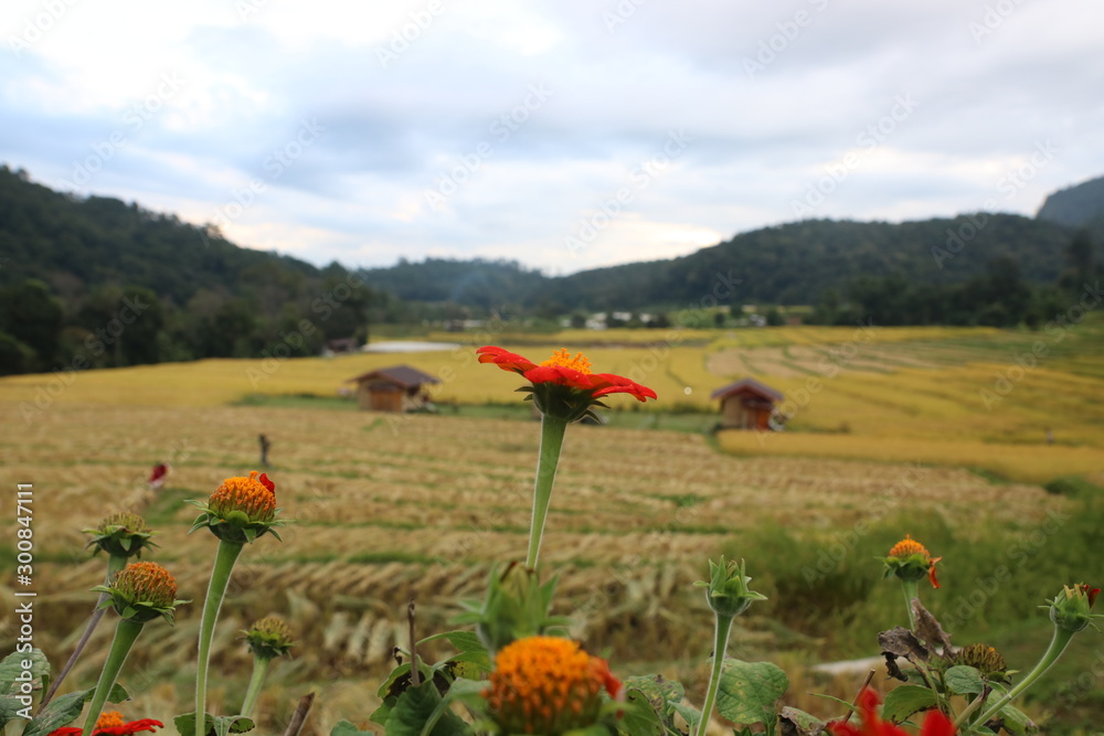 Red Mexican sunflower and yellow pollen on the backdrop of a blurred ...