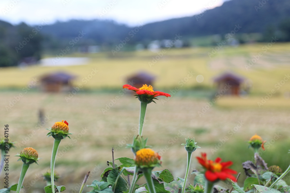 Red Mexican sunflower and yellow pollen on the backdrop of a blurred ...