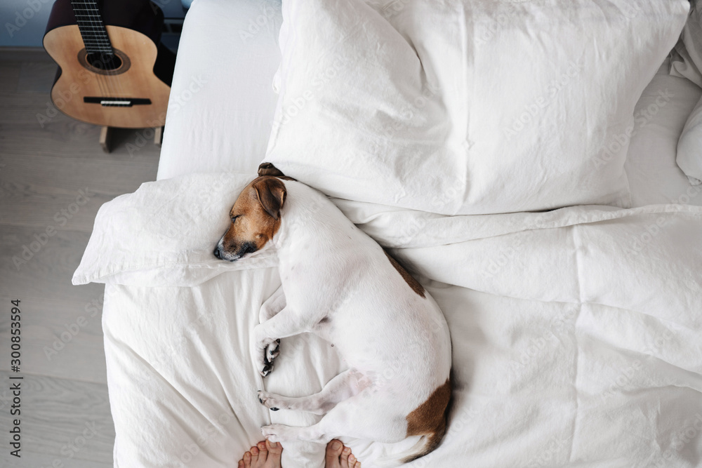 dog, bed, luxery, textile, hotel, pet, room, Stock Photo | Adobe Stock