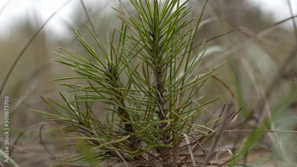 Close-up Small pine tree outdoors. A man caring for a young tree ...