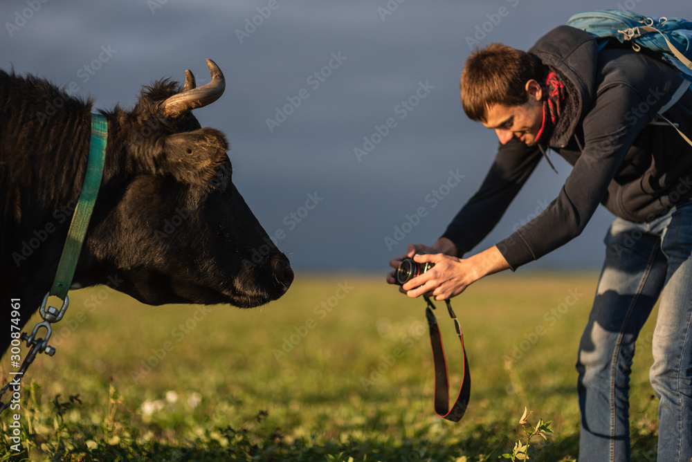 man photographs cow, photographer takes an animal Stock Photo | Adobe Stock