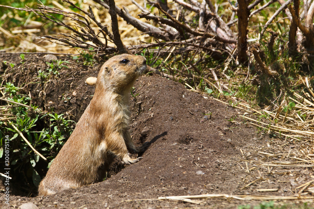 Black-tailed Prairie Dog peeking out of its hole (Captive) Stock Photo ...