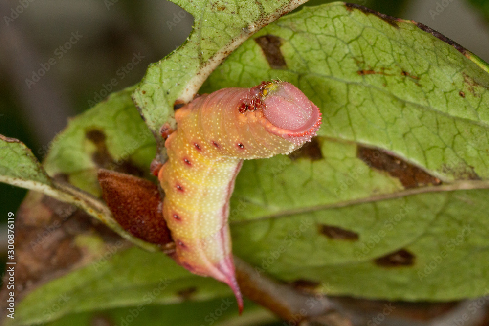 Hummingbird Clearwing Moth Caterpillar