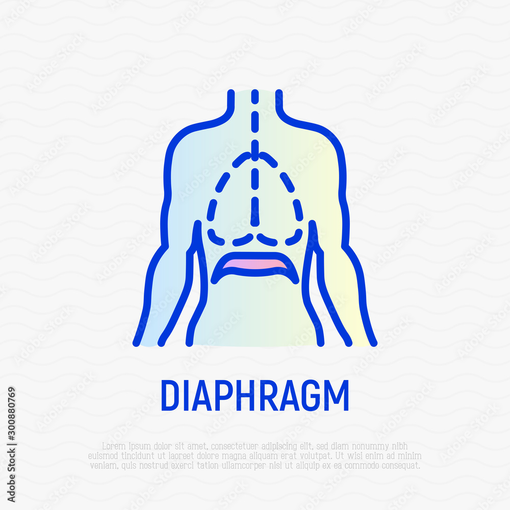 Diaphragm thin line icon. Respiratory system of human. Modern vector ...