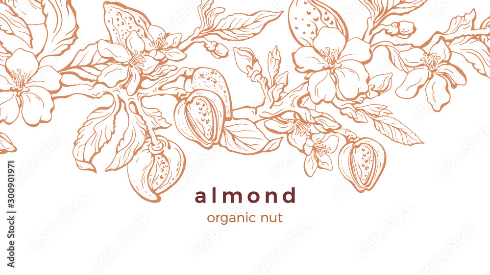 Almond. Vector background. Nature template Stock Vector | Adobe Stock