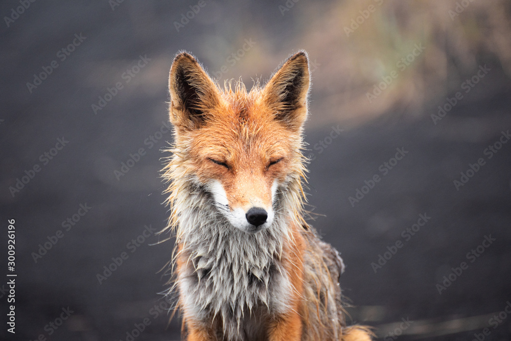 Funny red fox stretches. Concept - funny animals in the wild Stock ...