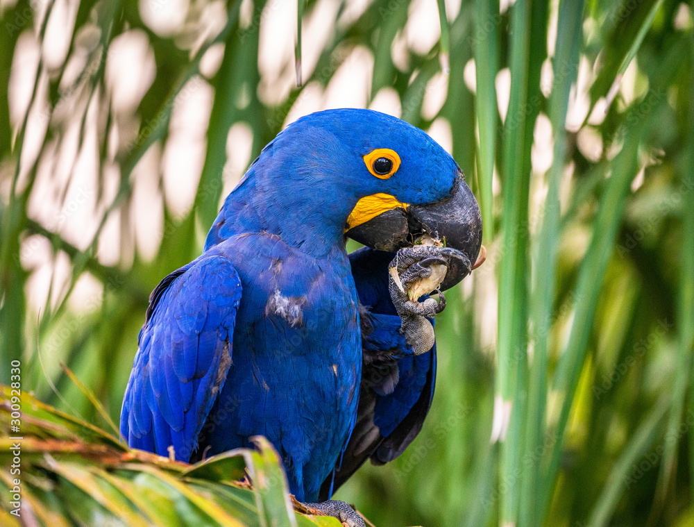 Hyacinth Macaw is sitting on a palm tree and eating nuts. South America ...