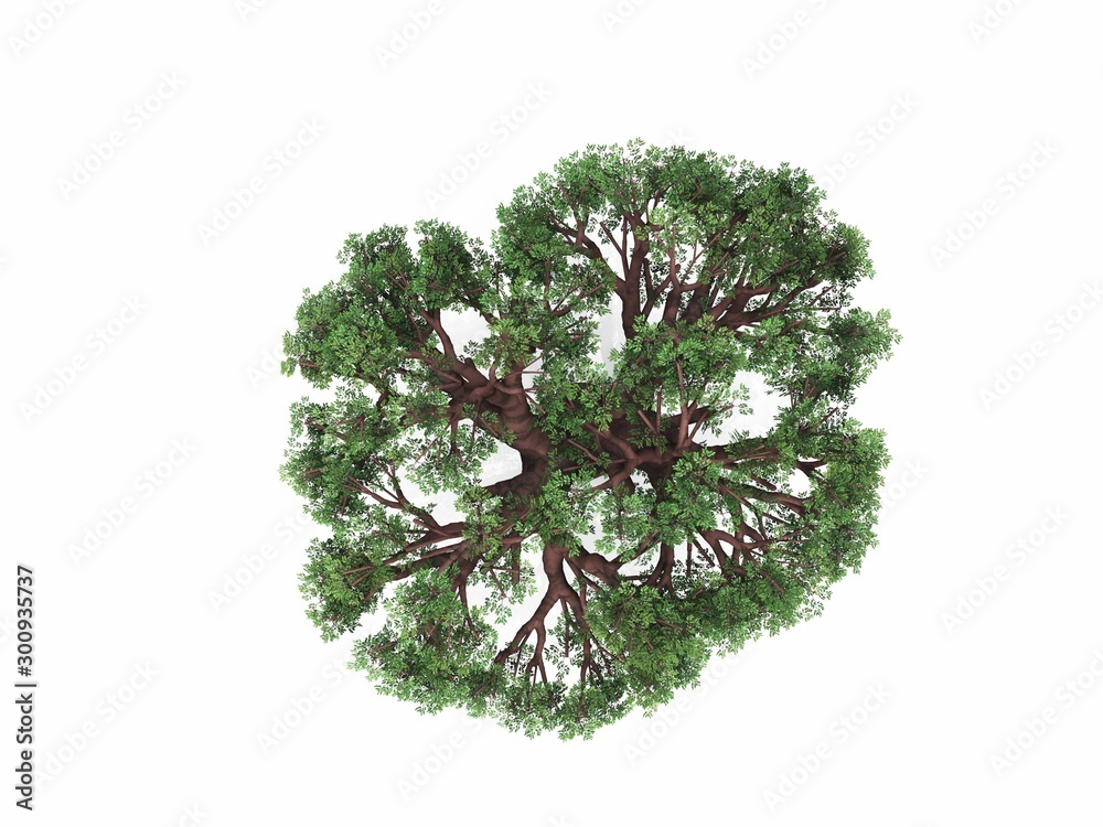 tree top view on white background Stock Illustration | Adobe Stock