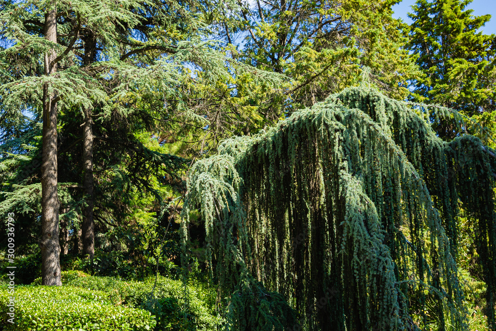 Majestic weeping cedar Blue Atlas (Cedrus atlantica Glauca Pendula) in ...
