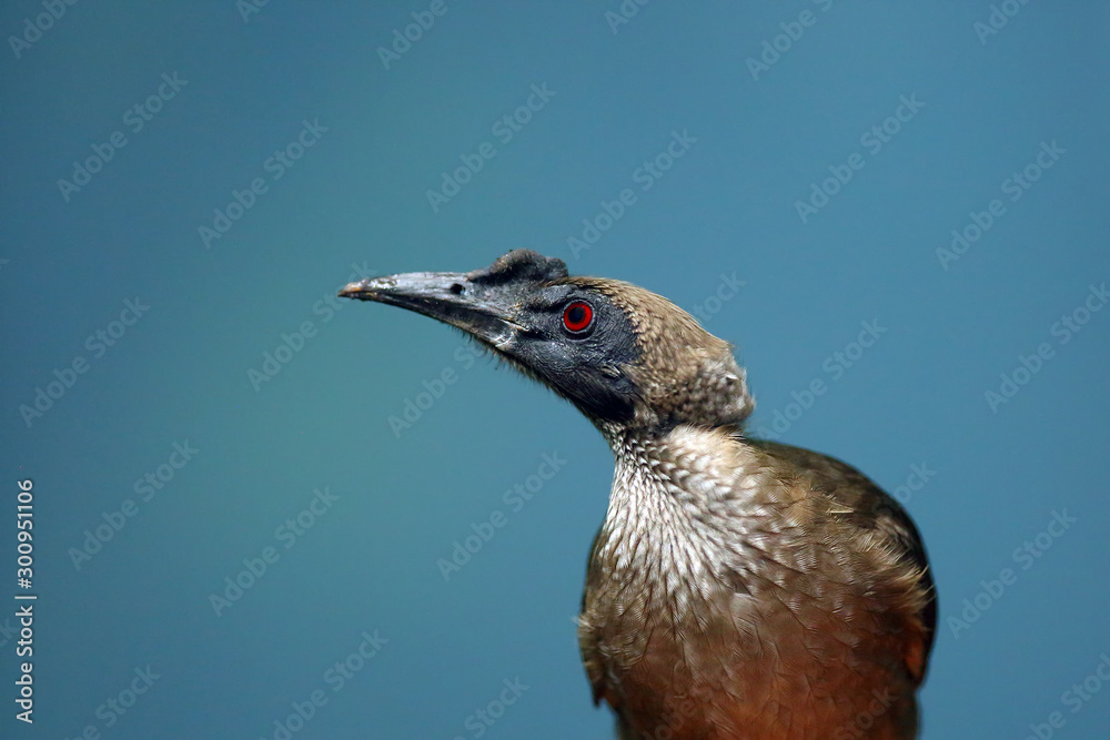 The helmeted friarbird (Philemon buceroides), portrait with teal ...
