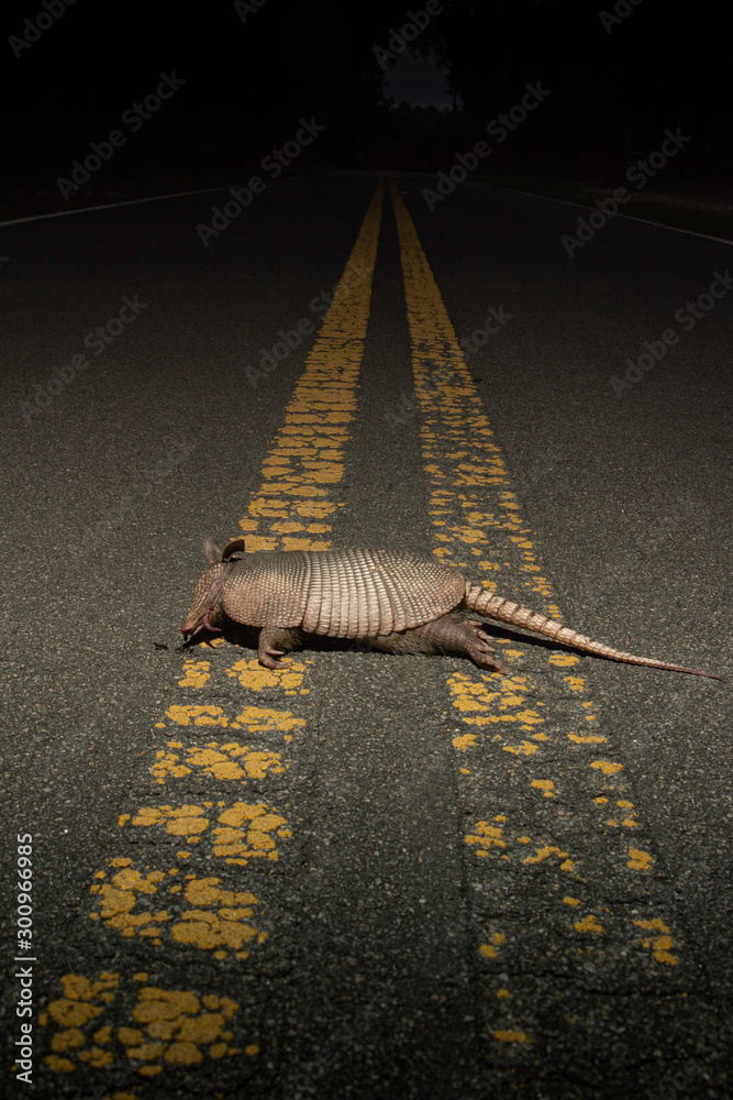 Armadillo body with blood came out of it's mouth, ran over by car on ...