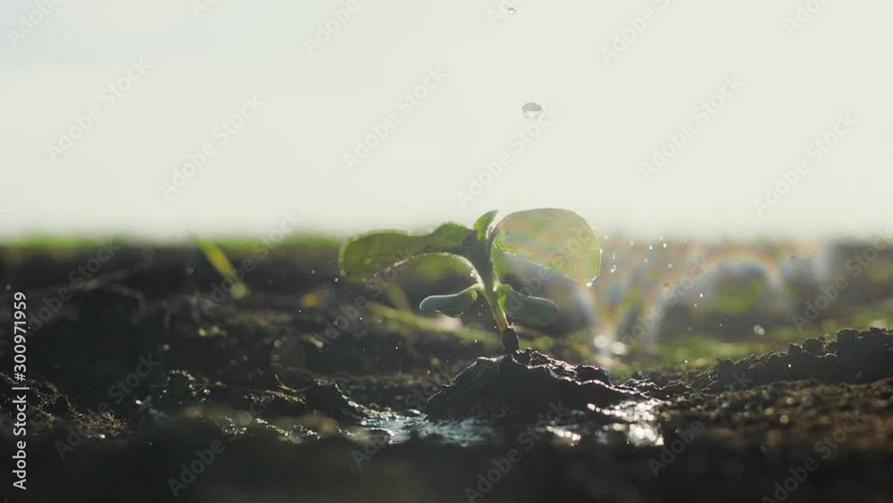 Agriculture eco farming. World soil day concept: drops of water fall on ...