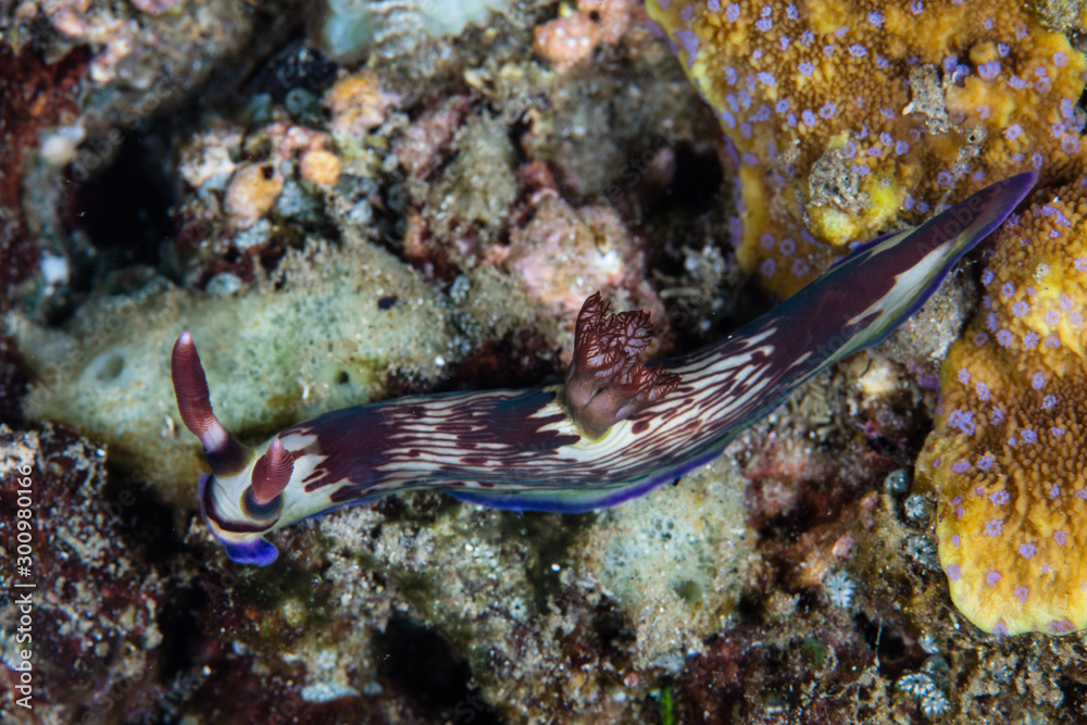 A beautiful nudibranch, Nembrotha sp., crawls across the seafloor ...