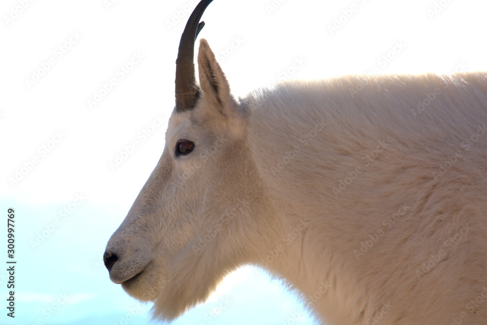Mountain Goat on Mt Evans in Colorado. The road to the top of the ...