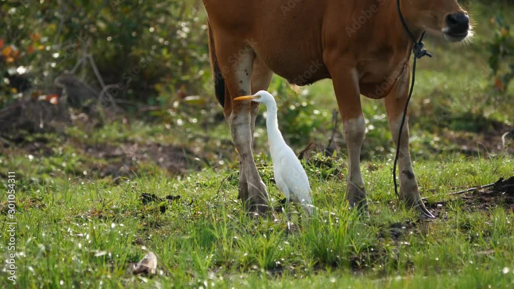 One example of a mutualistic relationship is that of the Bubulcus ibis ...