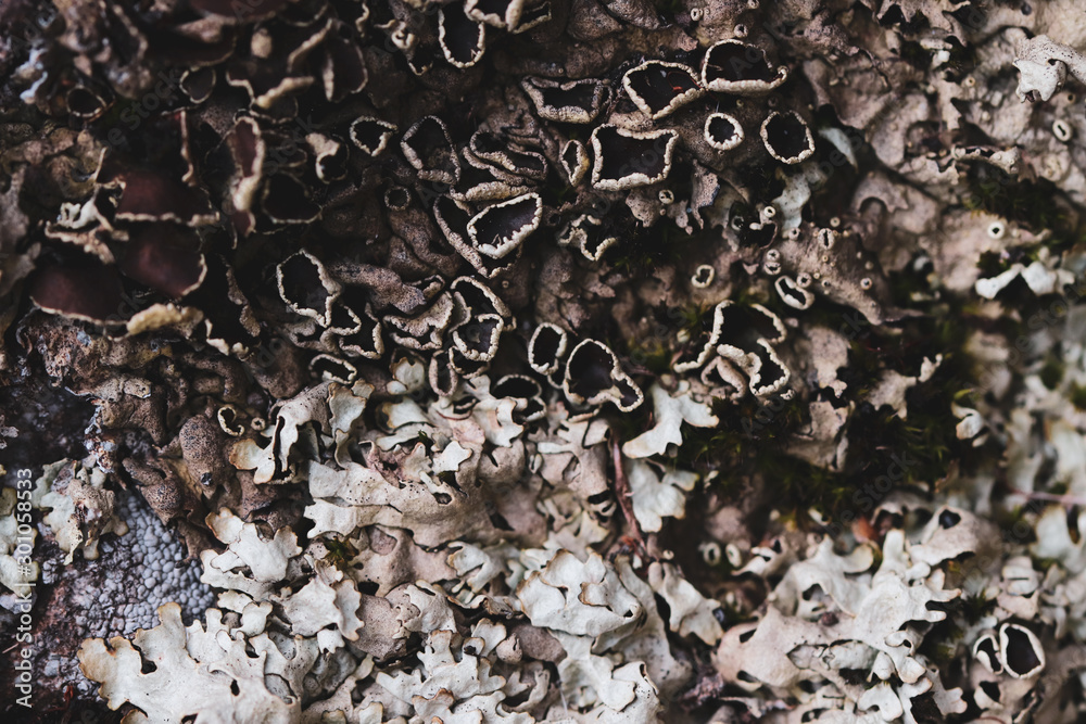 Hammered Shield Lichen or Parmelia sulcata on the tree. Highly detailed ...