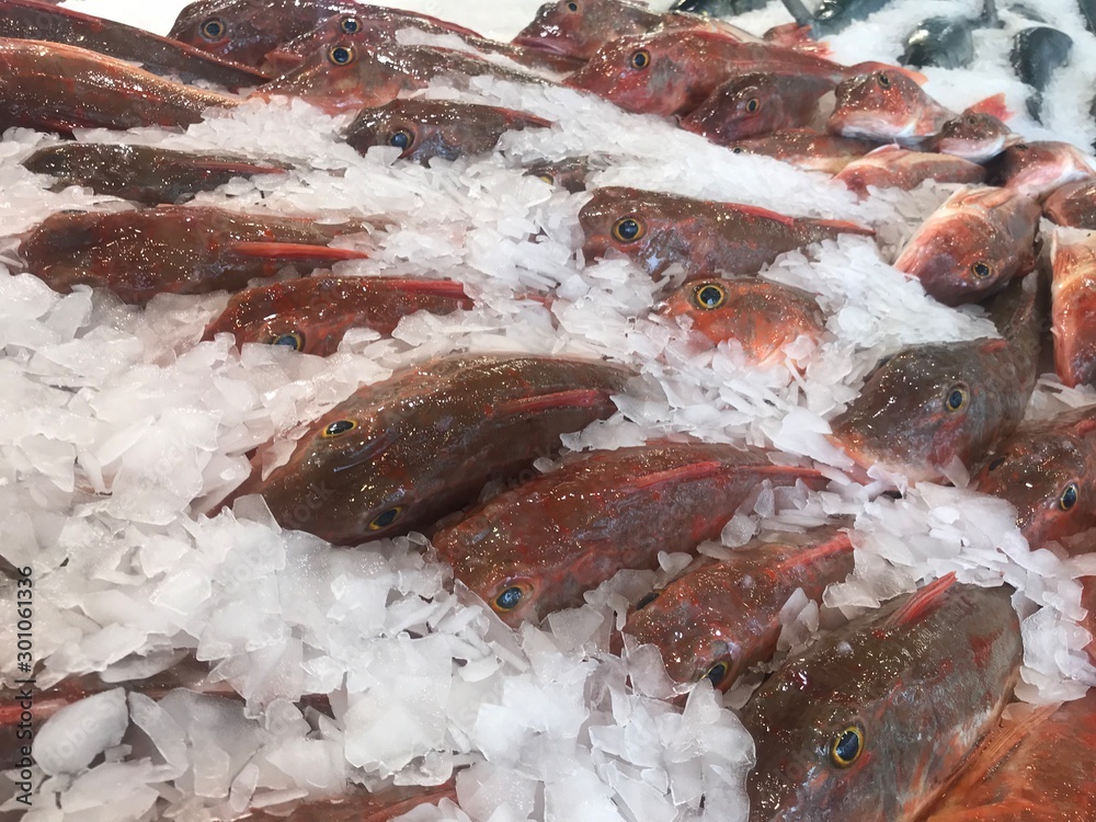 Rows of reddish fish packed in ice at an Auckland, New Zealand, fish ...