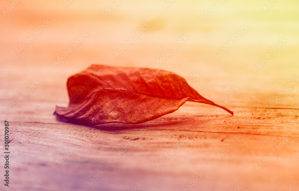 Golden dry leaves in the fall was wind-blowing. Golden light shines to ...