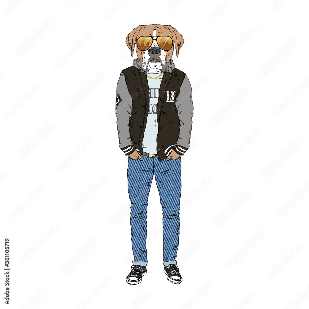 Humanized boxer breed dog dressed up in modern city outfits. Design for ...