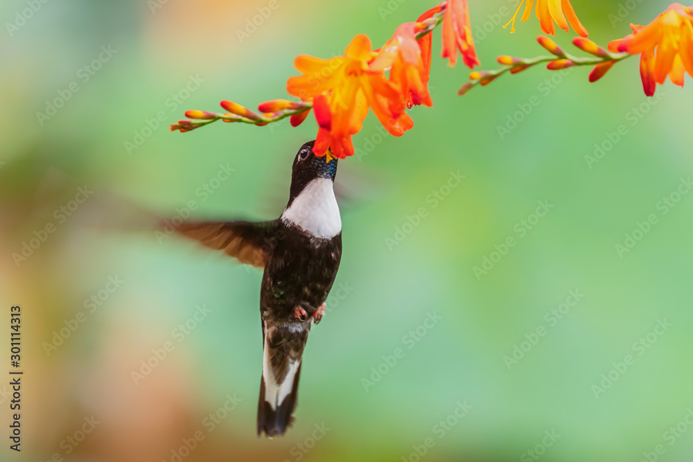 Collared Inca - Coeligena torquata, beautiful black and white ...