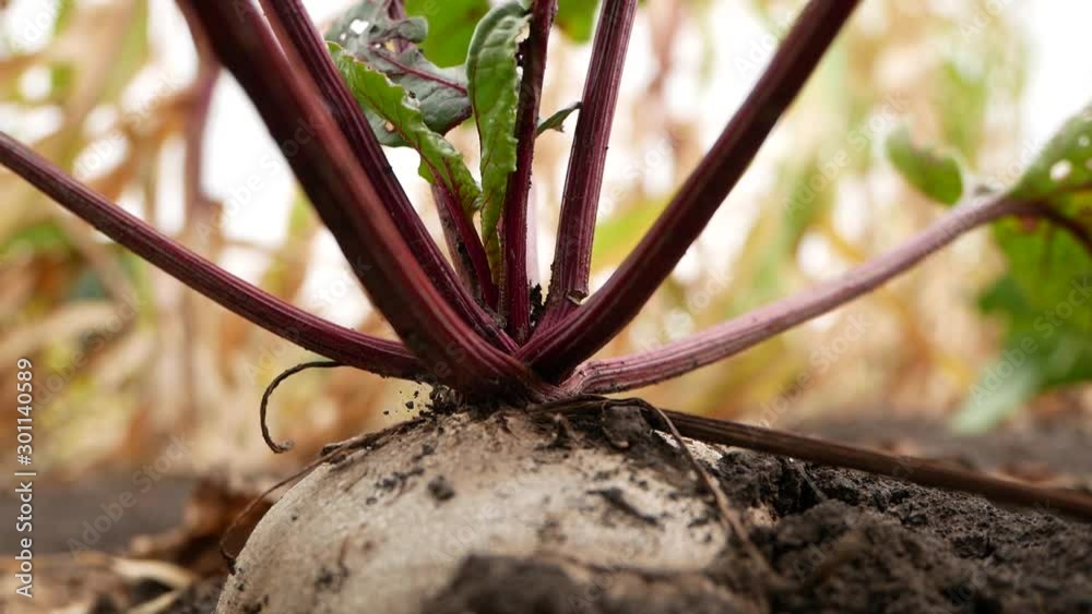 Beets in the garden. You can see the root crop in the ground and still ...
