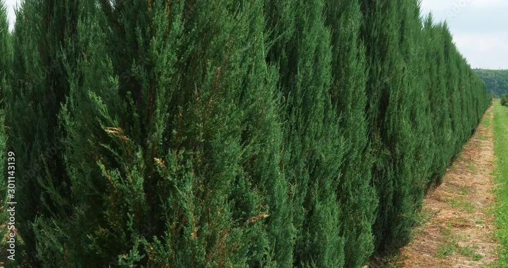 White cedar perspective walkway. Thuja occidentalis evergreen. 4k Ultra ...
