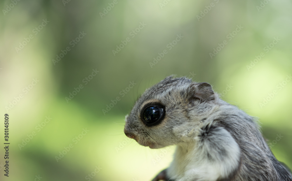 Flying squirrel in an old spruce forest in Vaasa, Finland Stock 写真 ...