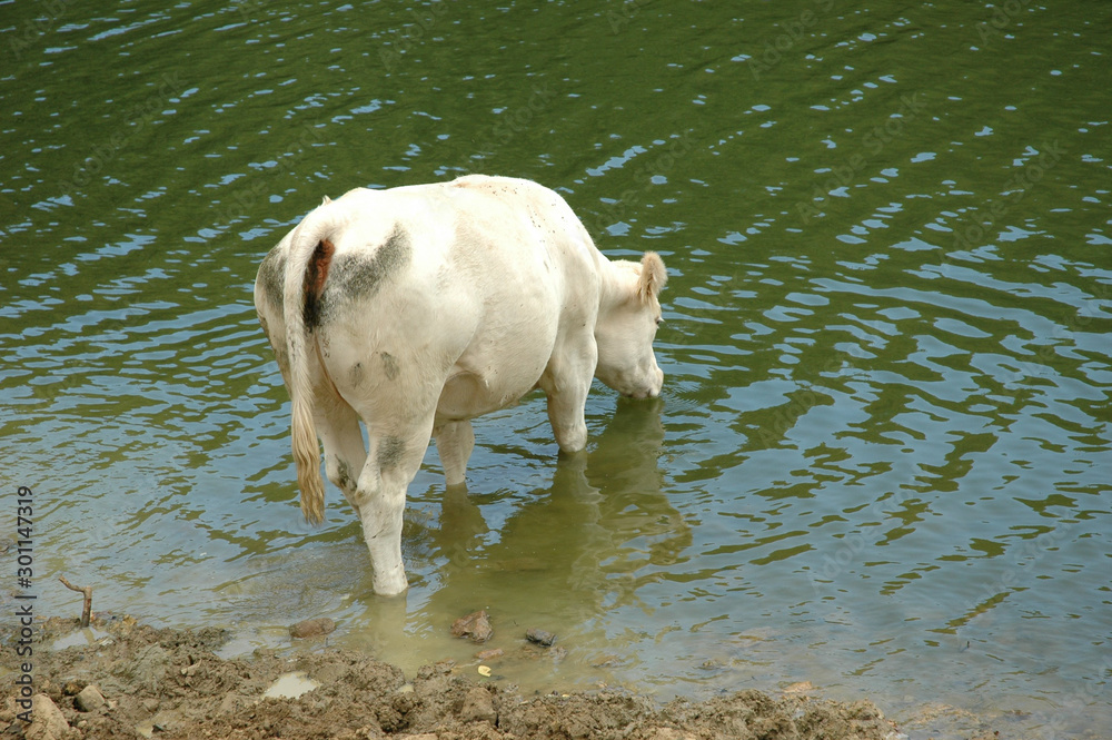 Une vache boit dans un plan d'eau ou un lac - A cow drinks from a body ...
