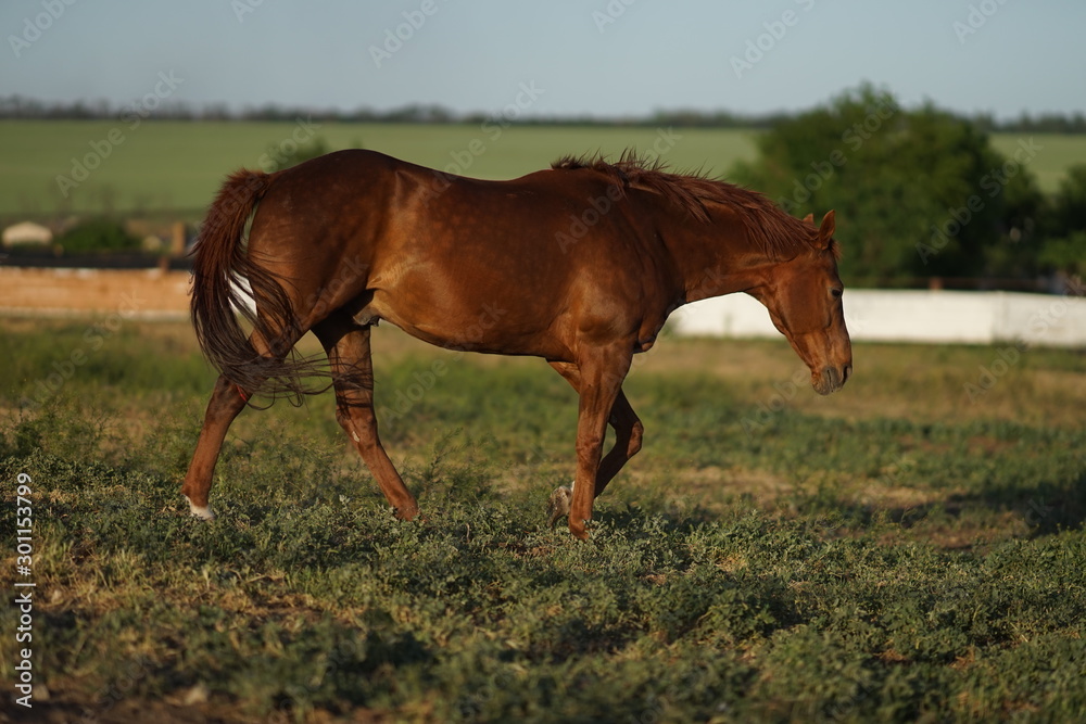 Horse Side View Walking