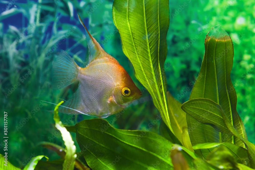 Pterophyllum Angelfish