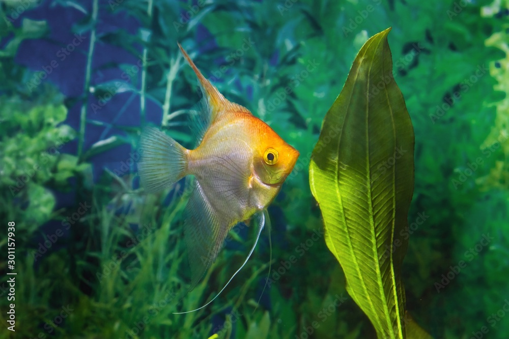 Rare Angelfish