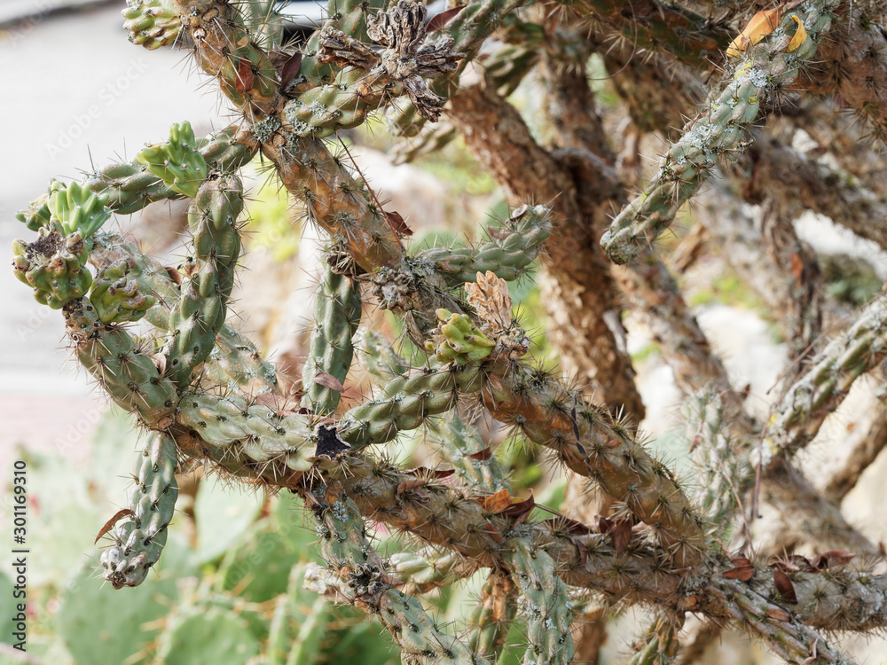 Branches of Cylindrical stems with spines and tubercles of Whipple ...