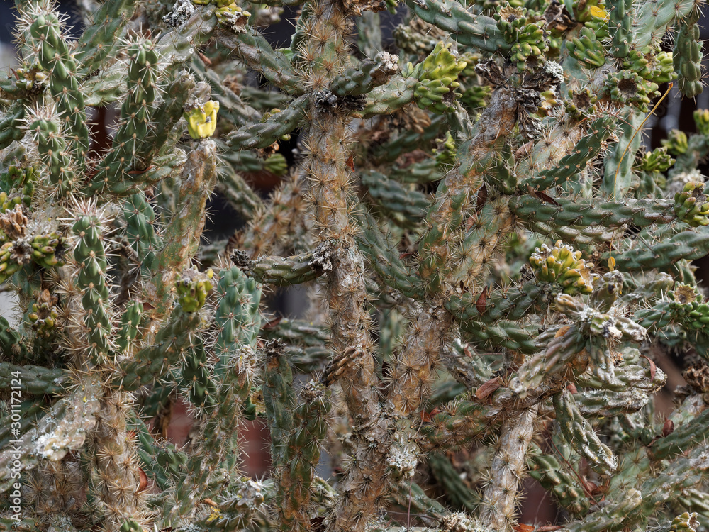 Cylindropuntia whipplei - Whipple cholla and green purple cylindrical ...