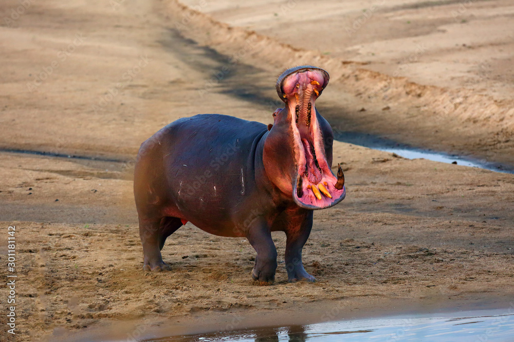 Common Hippopotamus