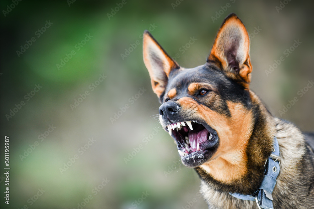 Aggressive dog portrait shows dangerous teeth. Animal hard attack head ...