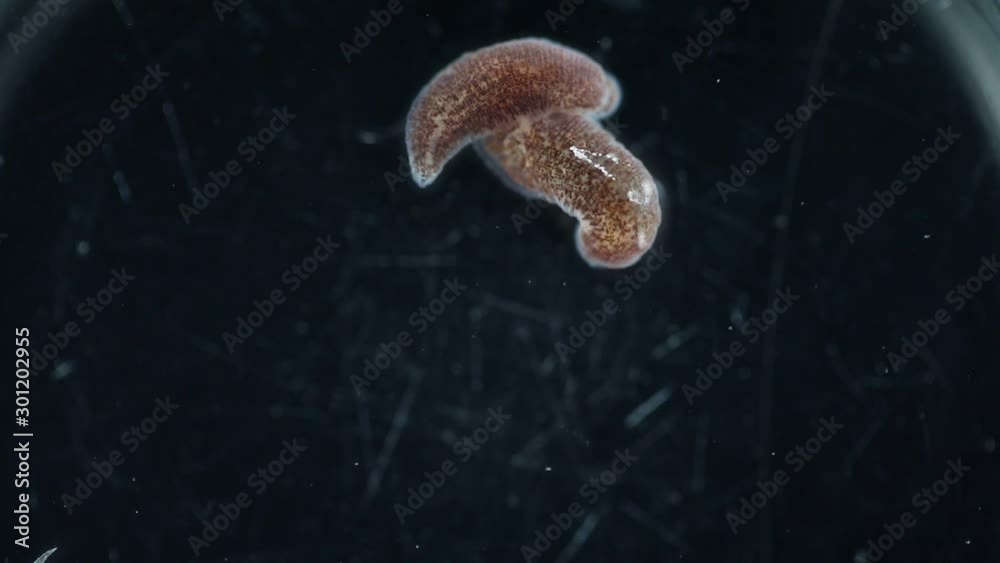 Leeches are segmented worms that belong to the phylum Annelida and ...