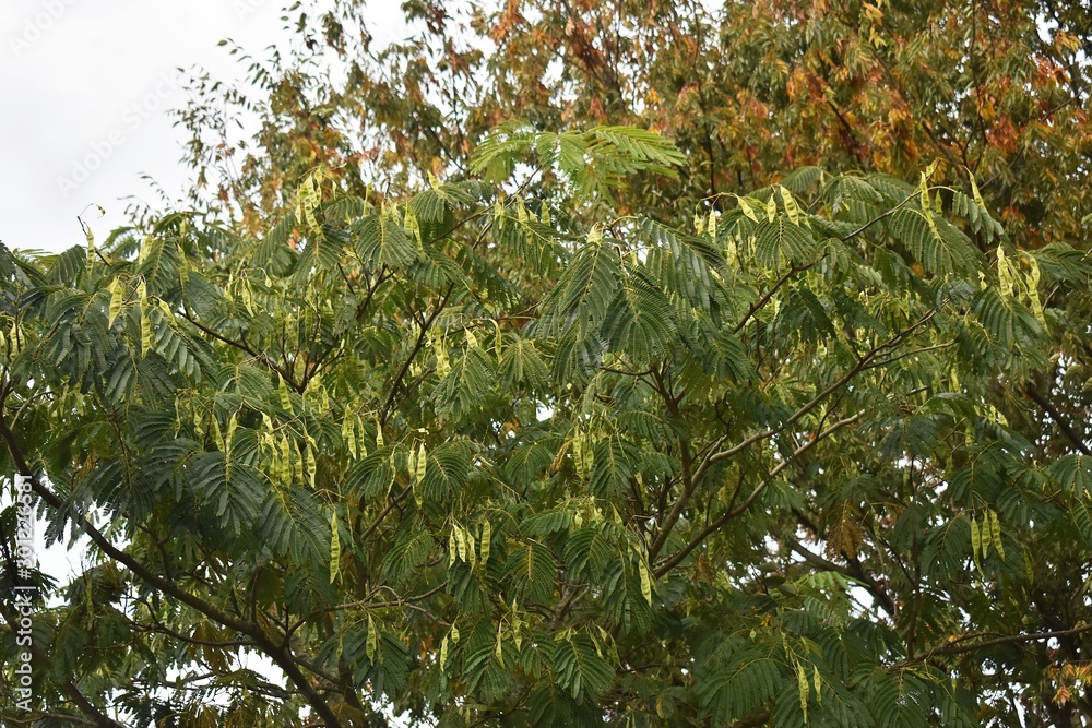 Leaves and Seed Pods of Albizia Julibrissin (Persian silk tree, Persian ...