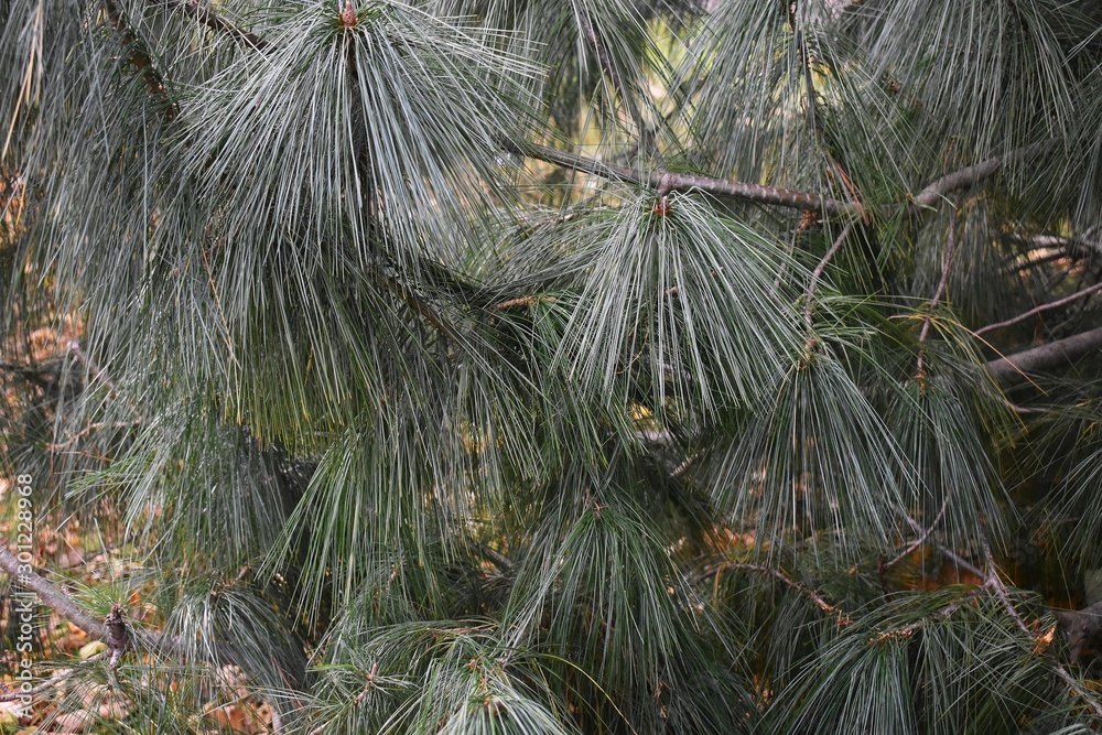 Branches of Pinus Wallichiana, coniferous evergreen tree in the park. Other names include blue ...