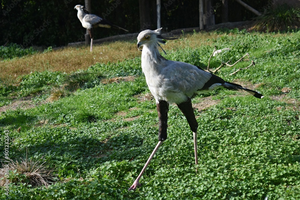 Secretarybird or Secretary Bird (Sagittarius serpentarius) is a very ...