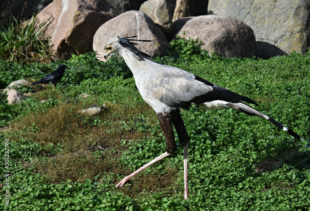 Secretarybird or Secretary Bird (Sagittarius serpentarius) is a very ...