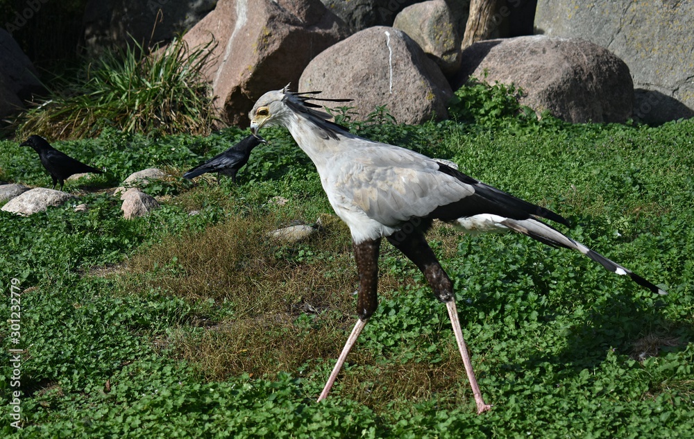 Secretarybird or Secretary Bird (Sagittarius serpentarius) is a very ...