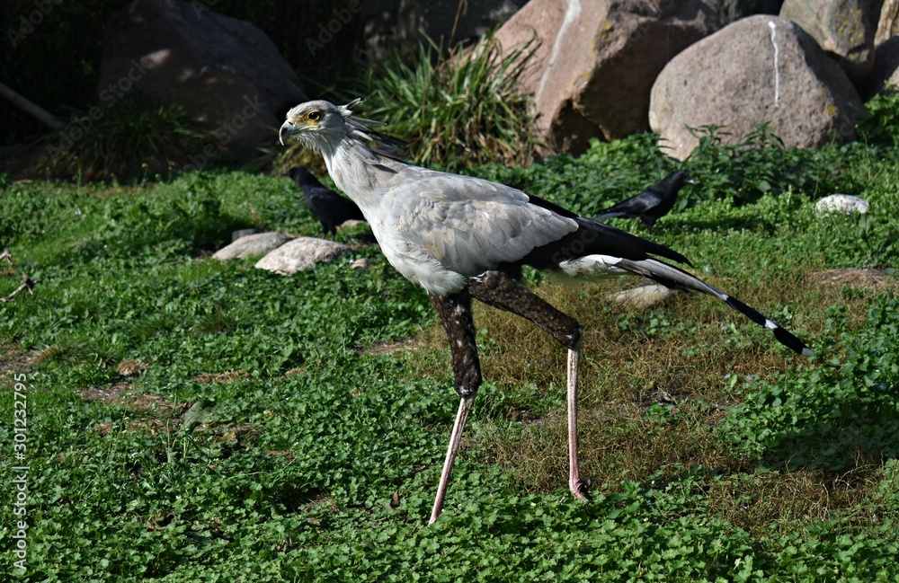 Secretarybird or Secretary Bird (Sagittarius serpentarius) is a very ...