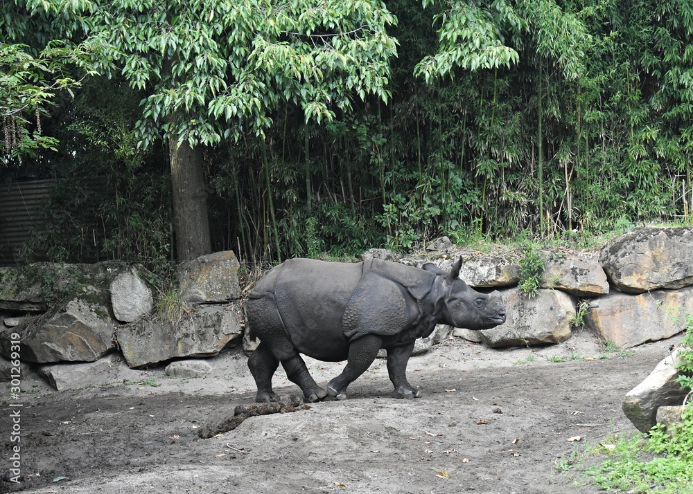 Female Indian Rhinoceros (Rhinoceros unicornis), also called the ...